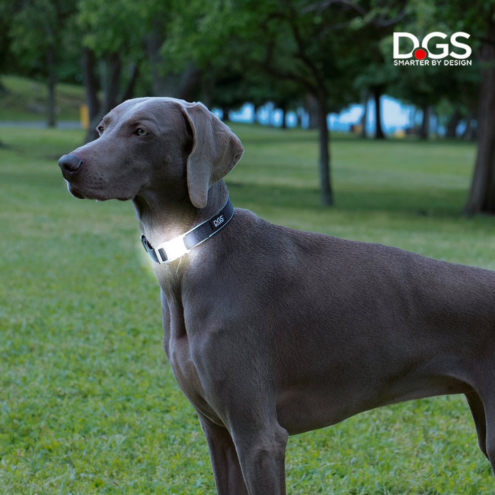 Comet LED Safety Collar - DGS Pet Products