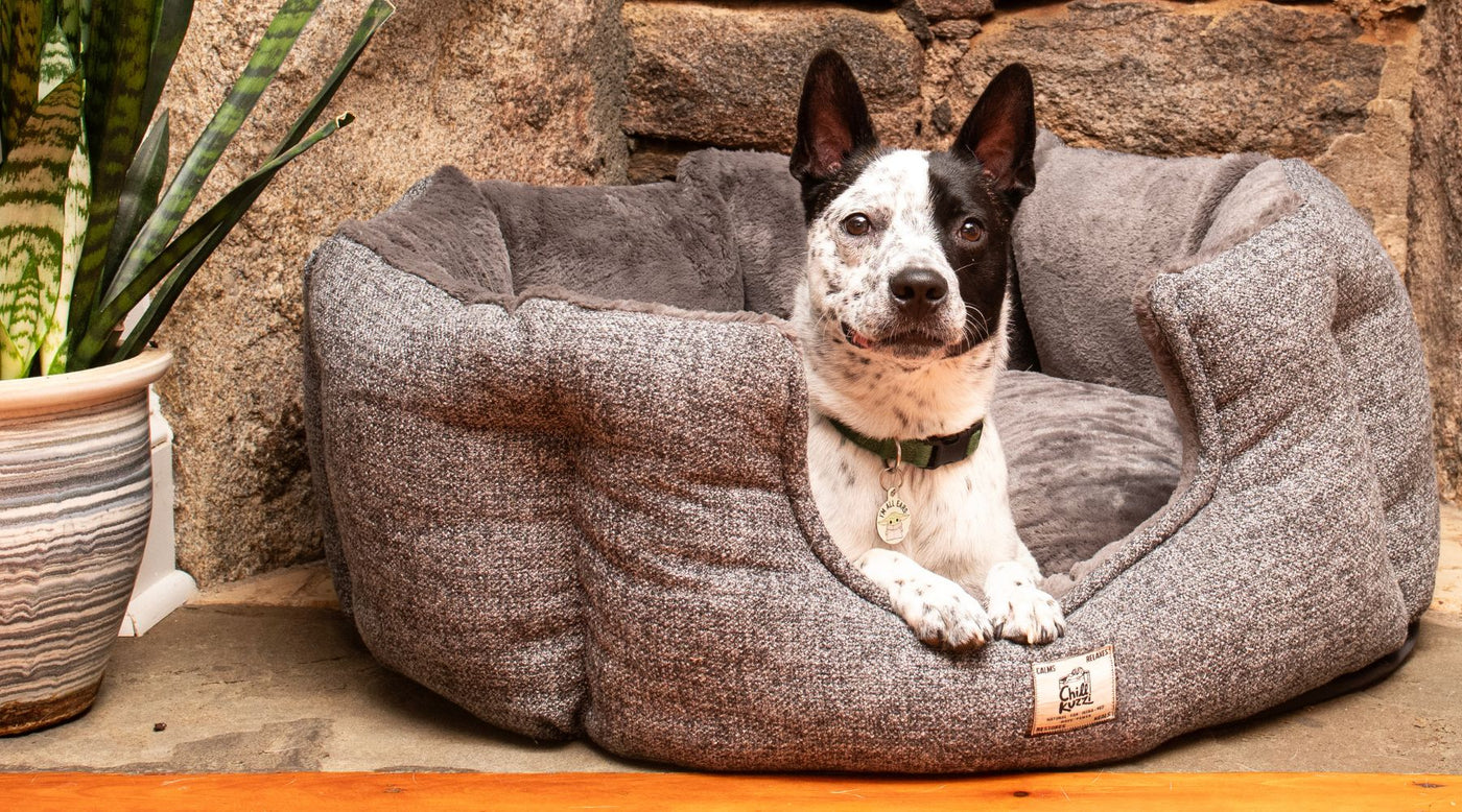 DGS Pet Products - Innovative Pet Solutions - Smarter by Design