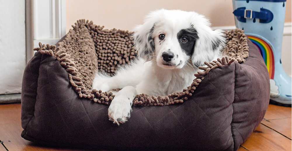 DGS Pet Products - Innovative Pet Solutions - Smarter by Design